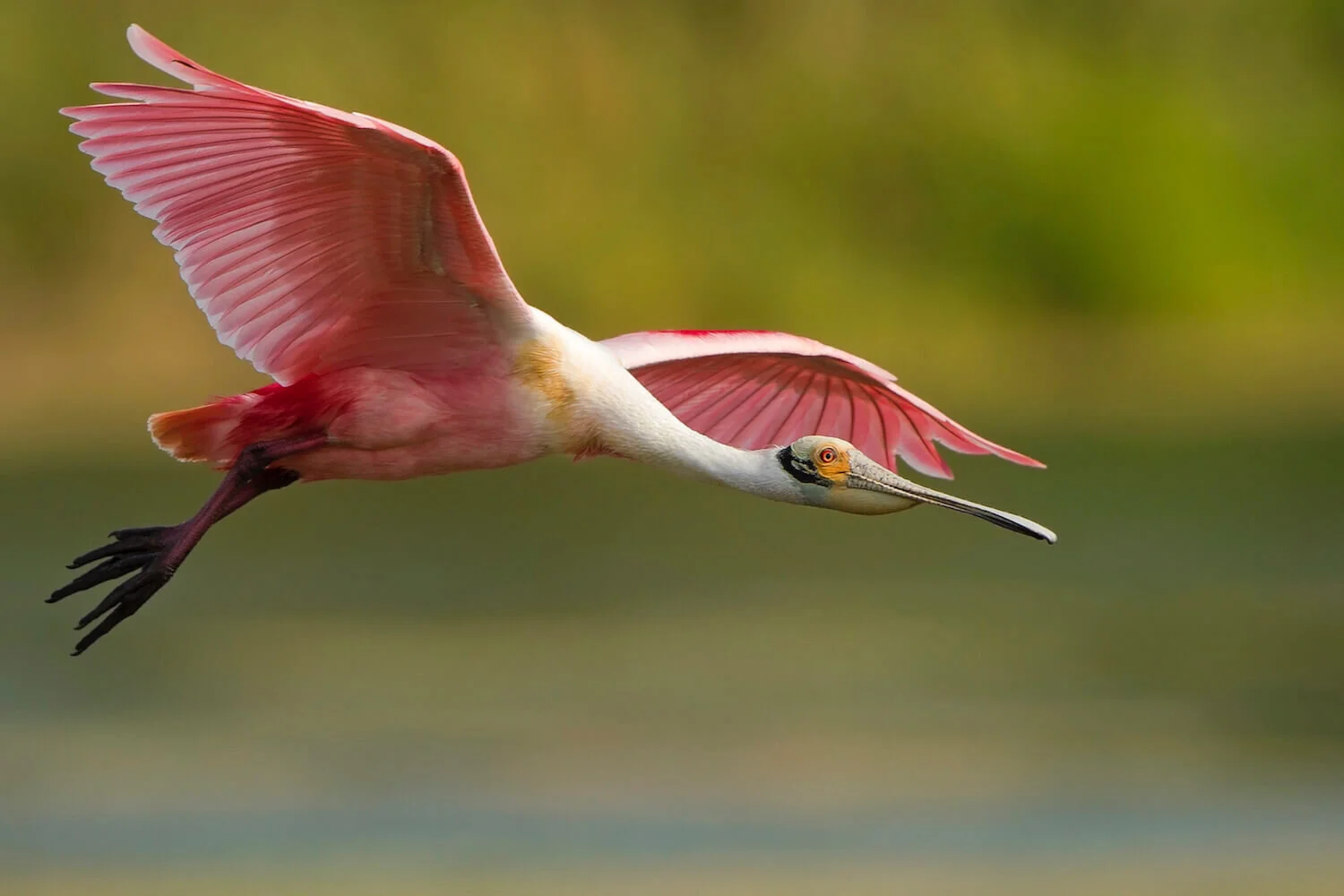 River Explorer Boat Tours - Private Boat Tours. See Dolphins, Manatee ...