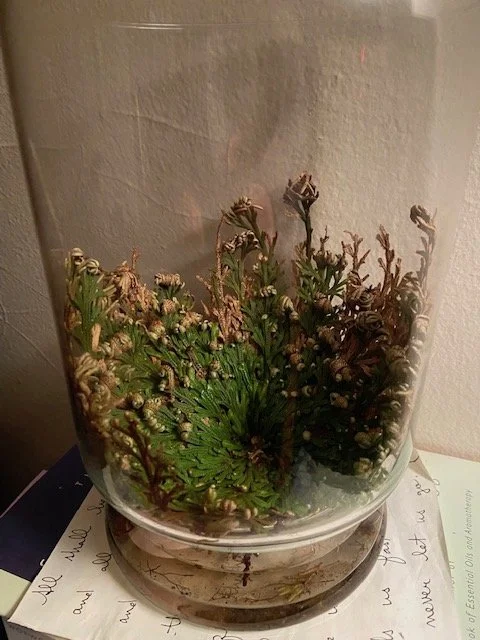 Welcoming Spring with a Rose of Jericho | Arabesque Aromas