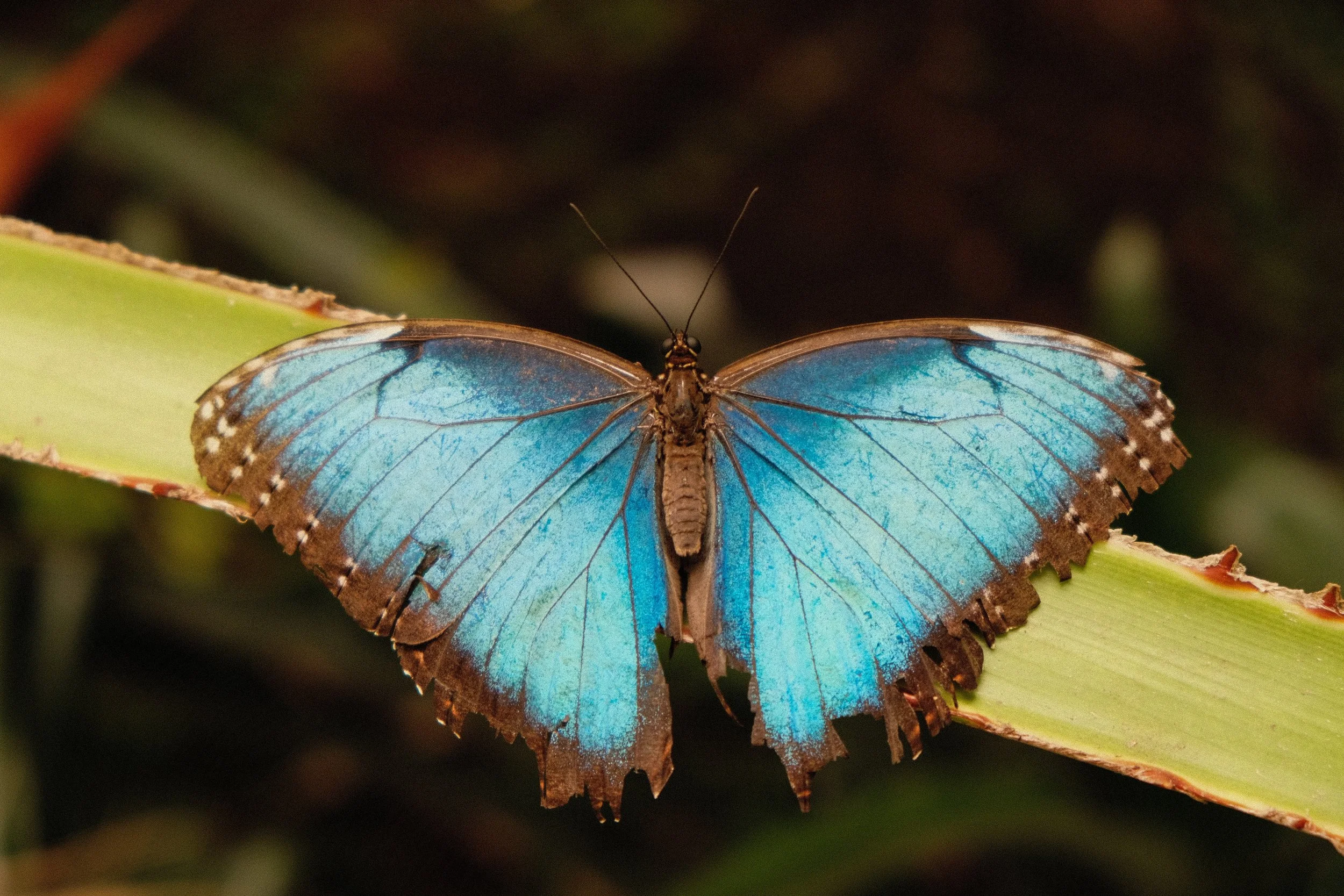 Root + Rise | Discover Inner Transformation — Rohini Walker