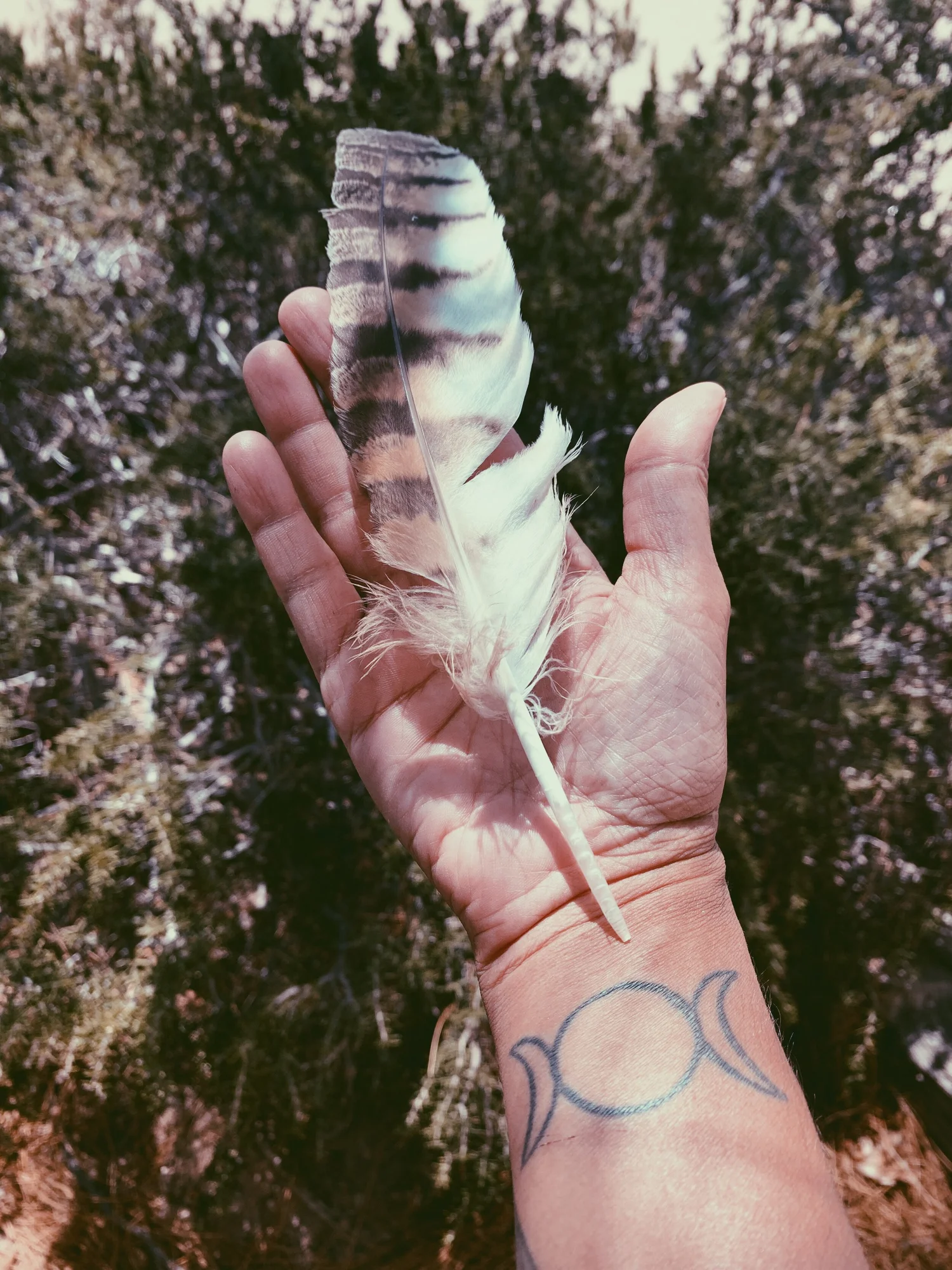 Root + Rise | Discover Inner Transformation — Rohini Walker