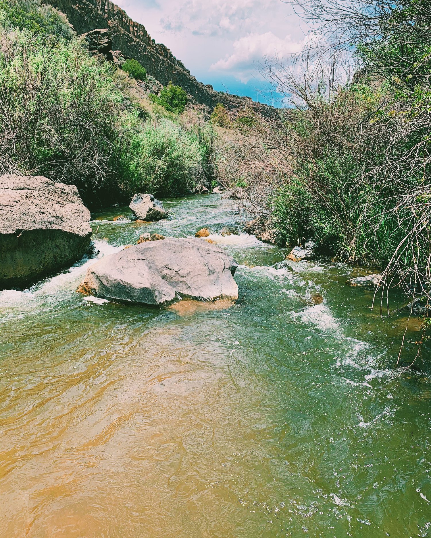 Root + Rise | Discover Inner Transformation — Rohini Walker