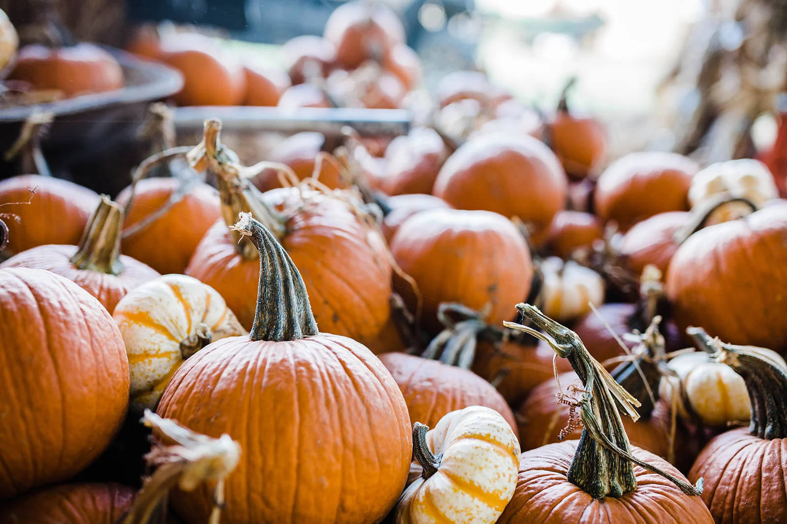 Pumpkin Field Wallpaper