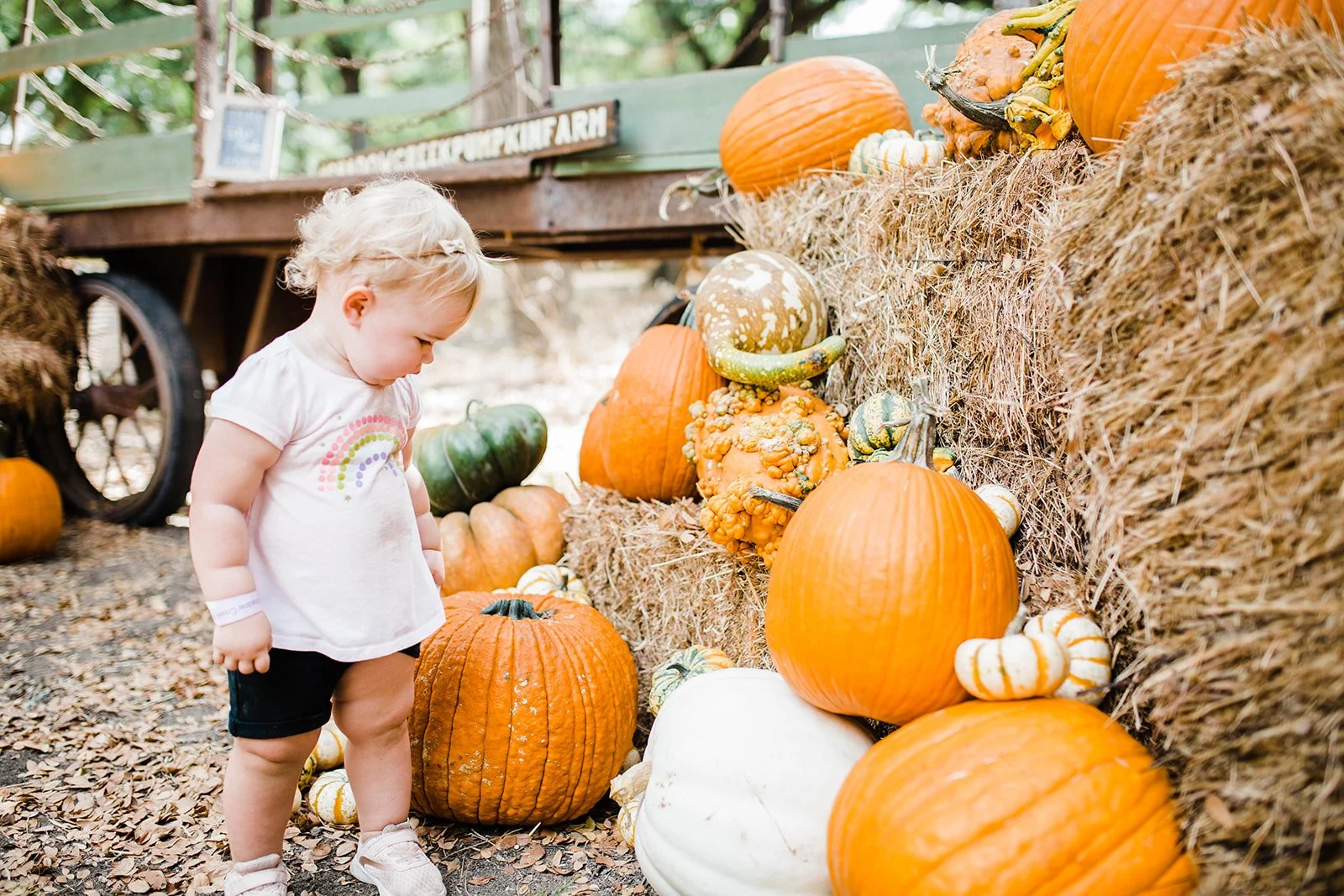Pumpkin Patch Photography