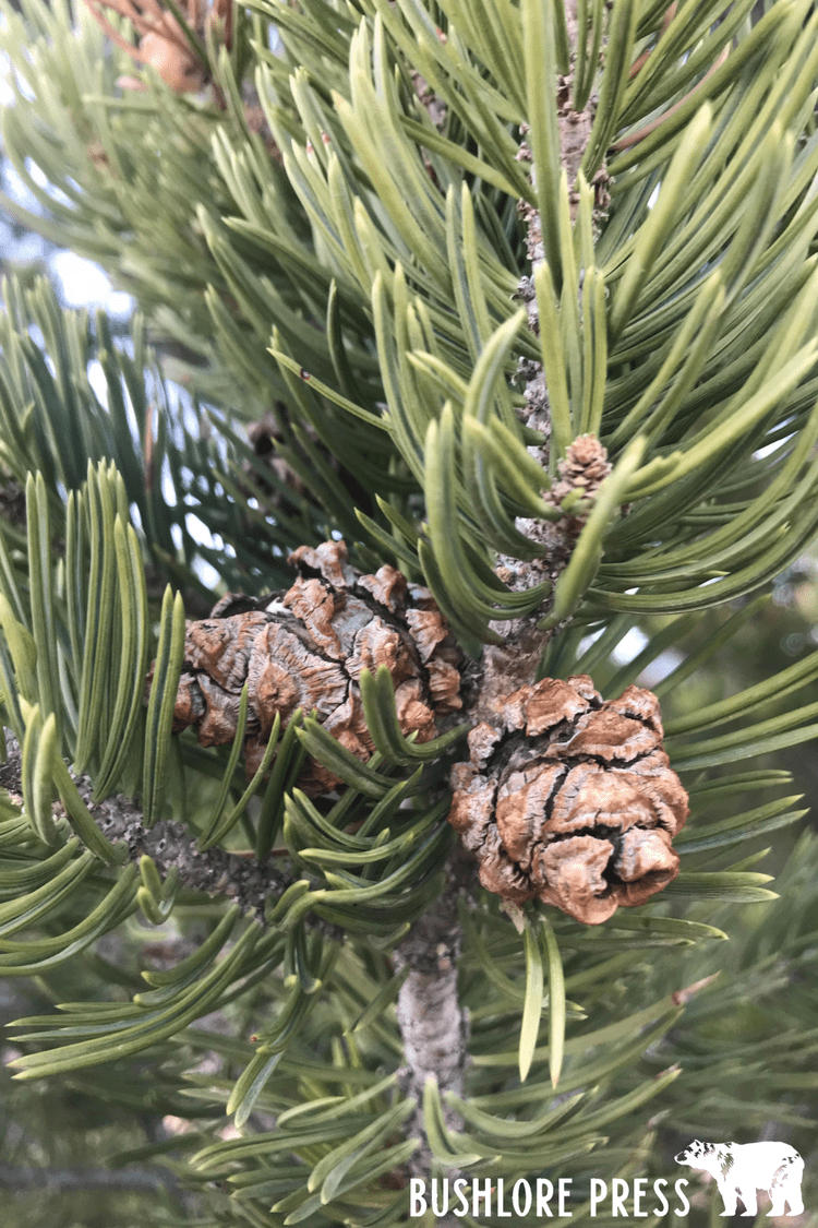 Pinyon Pine: Timeless Treasure of the Southwest — Bushlore Press