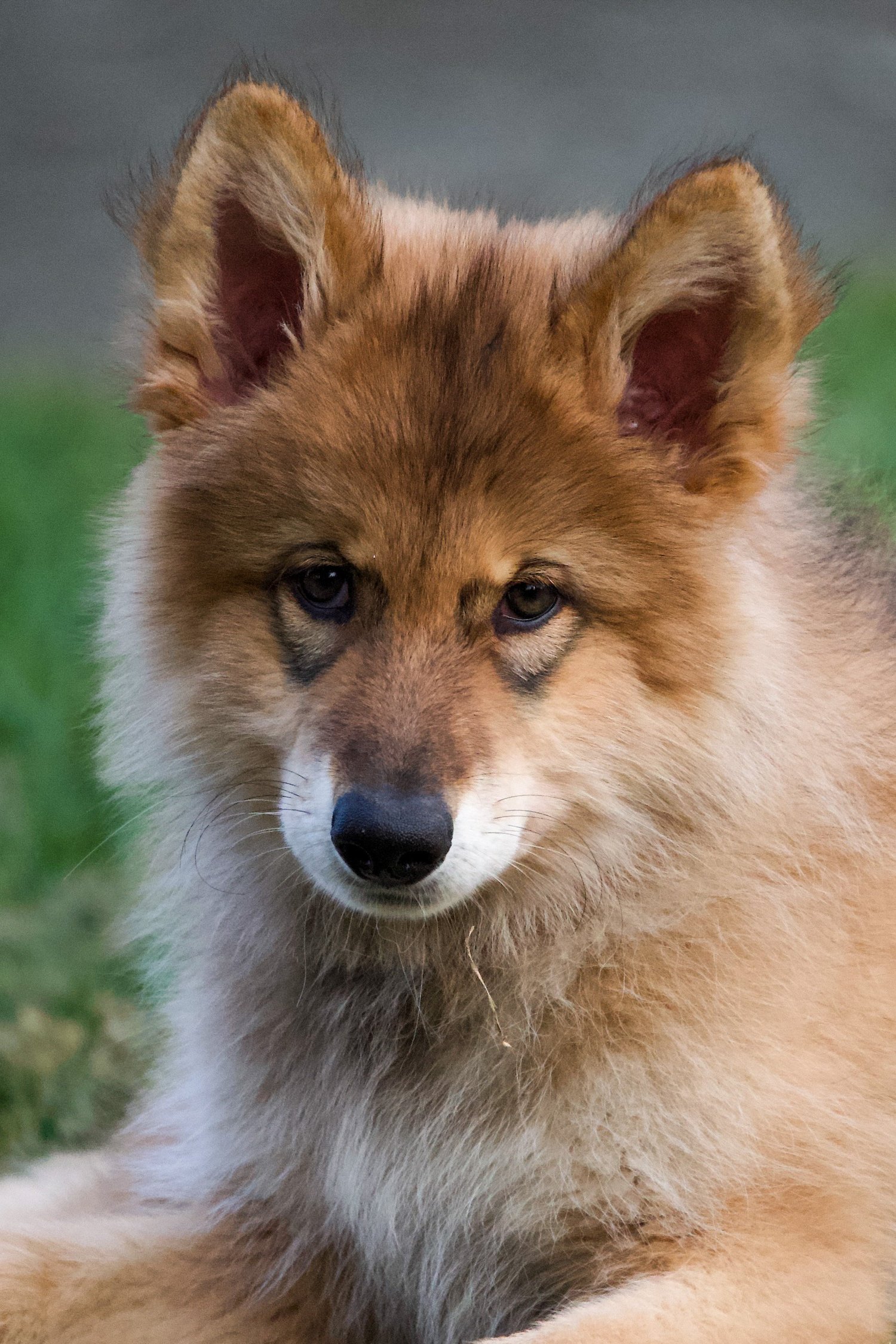 Select Litter 2026 — Wander With Willow