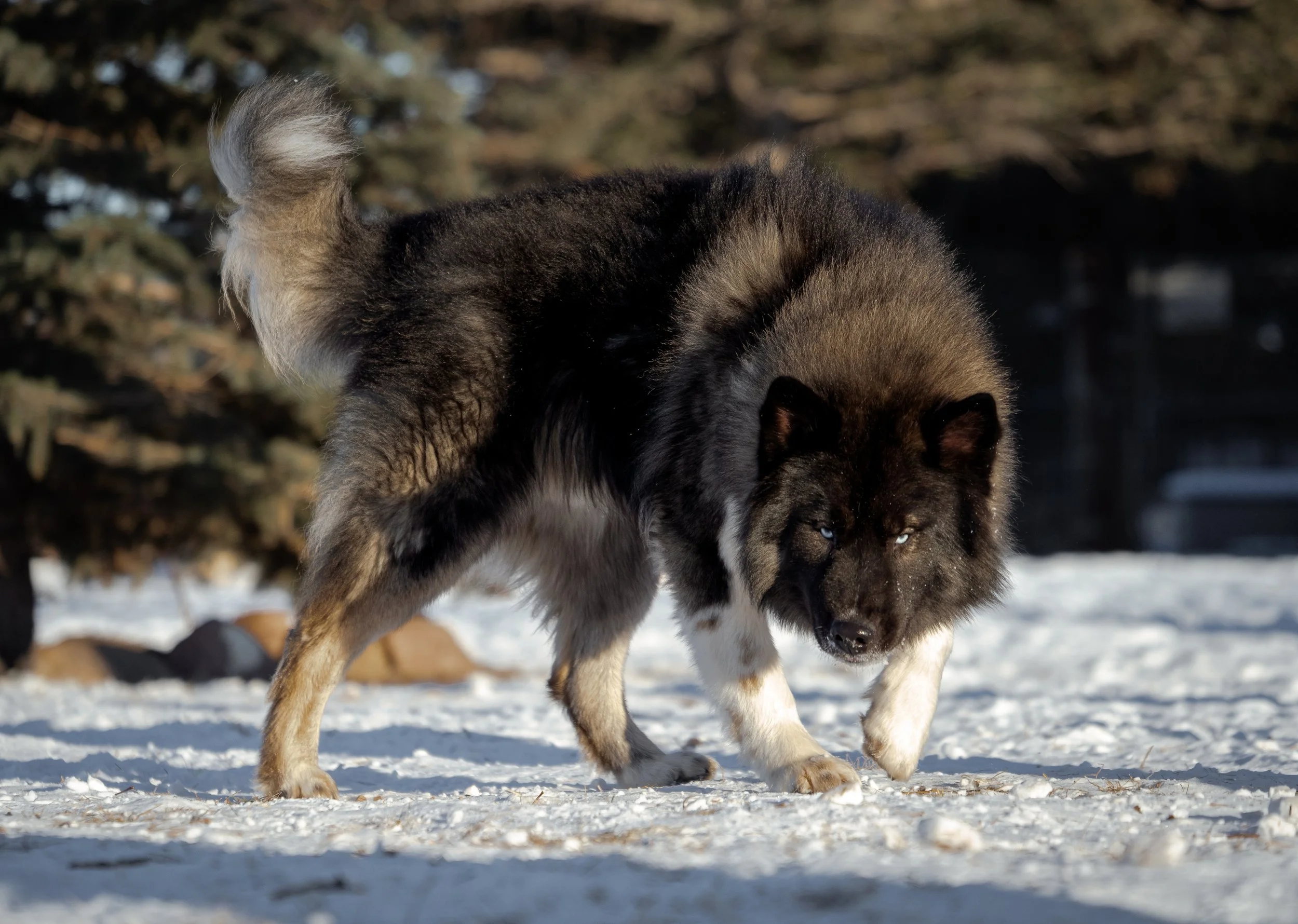 Wander With Willow - Wolfdog & Hybrid Wolfdog Puppies for Sale