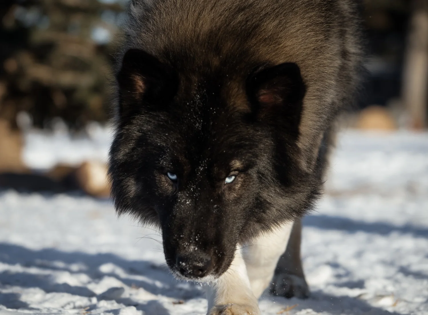 Male Wolfdogs & Hybrids For Sale — Wander With Willow