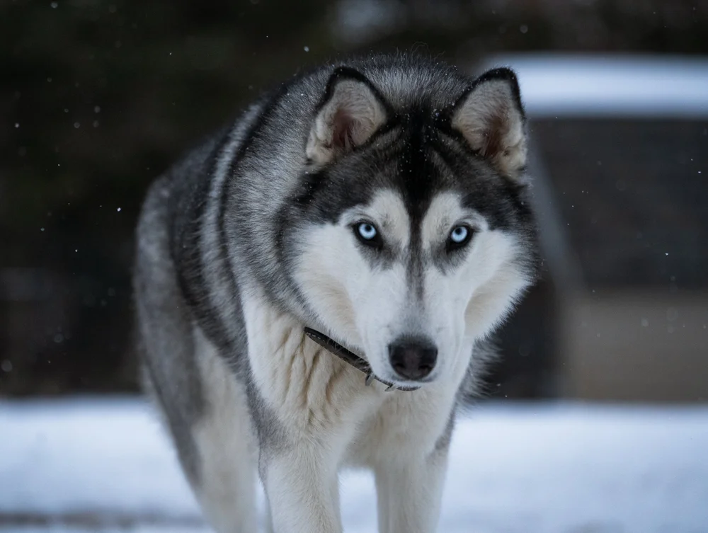 Willow's Wolfdogs~Wolfdog Puppies for Sale