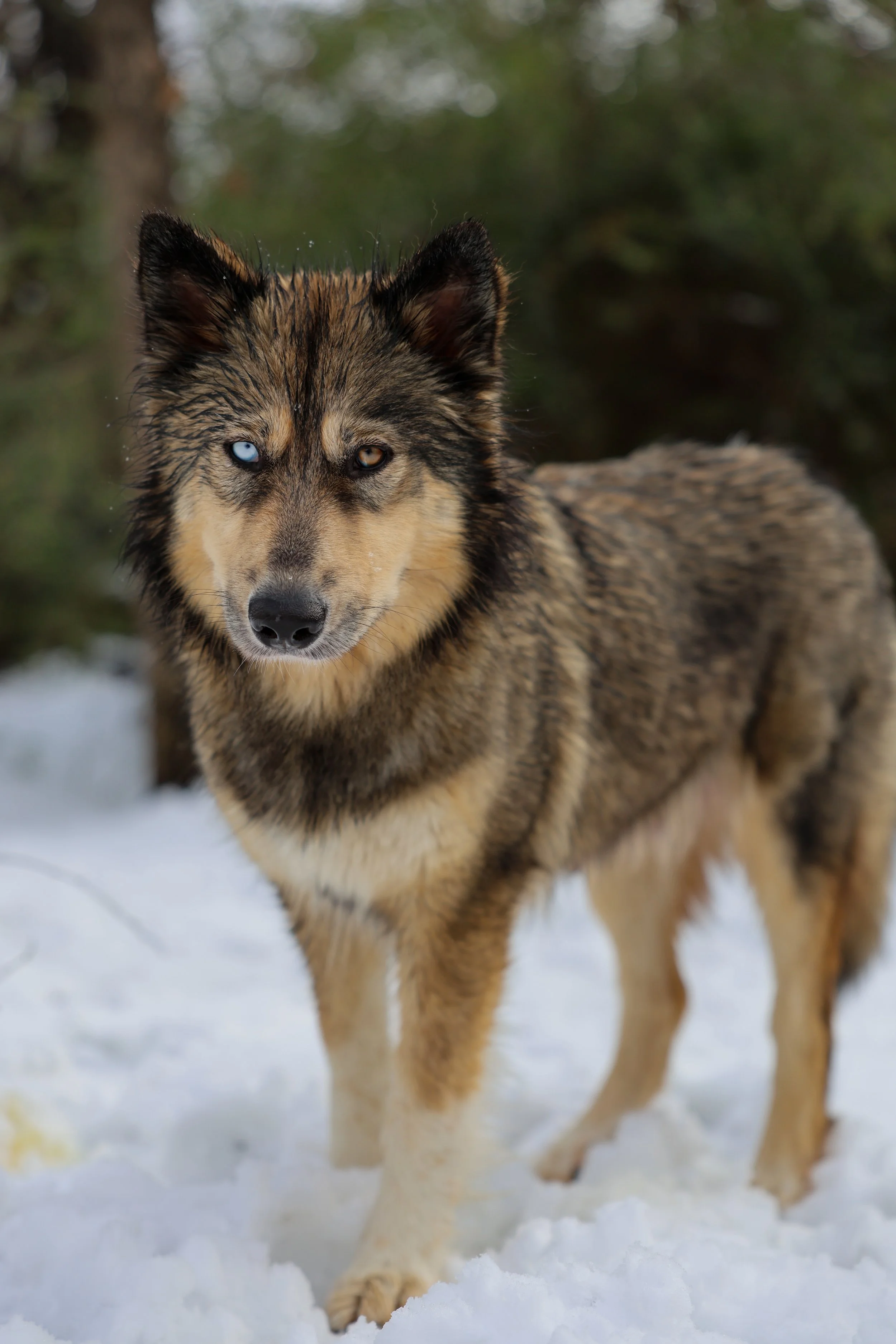 Wander With Willow - Wolfdog & Hybrid Wolfdog Puppies for Sale