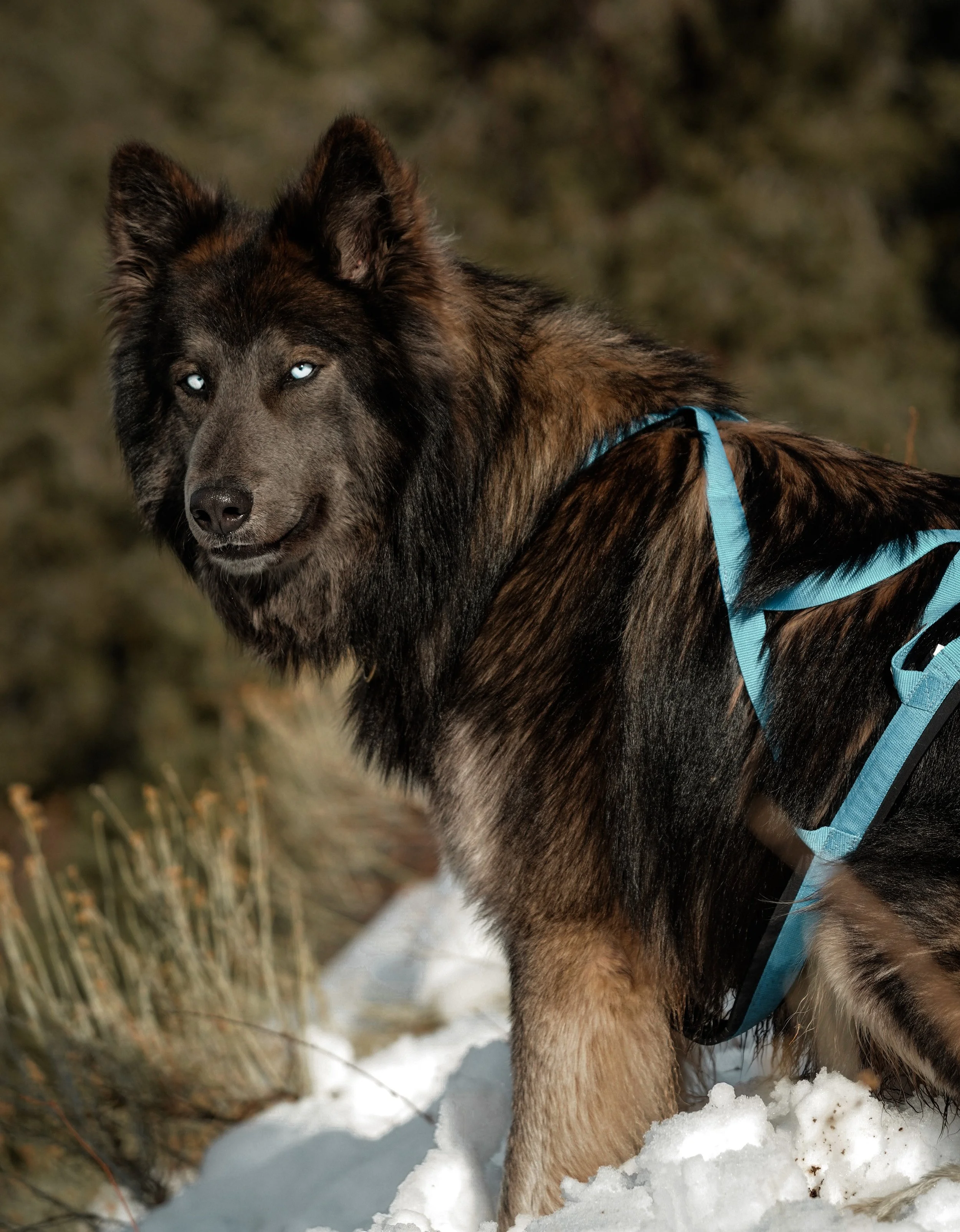 Select Litter 2026 — Wander With Willow