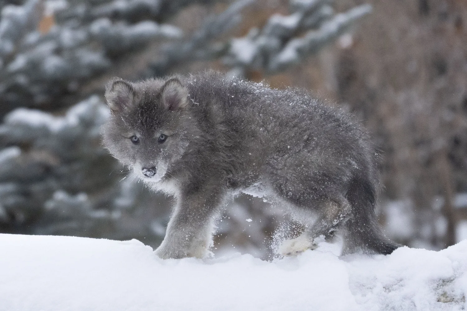 Willow's Wolfdogs~Wolfdog Puppies for Sale