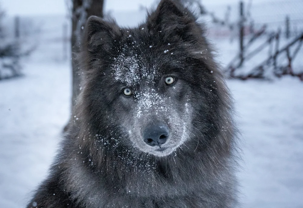 Males — Wander With Willow