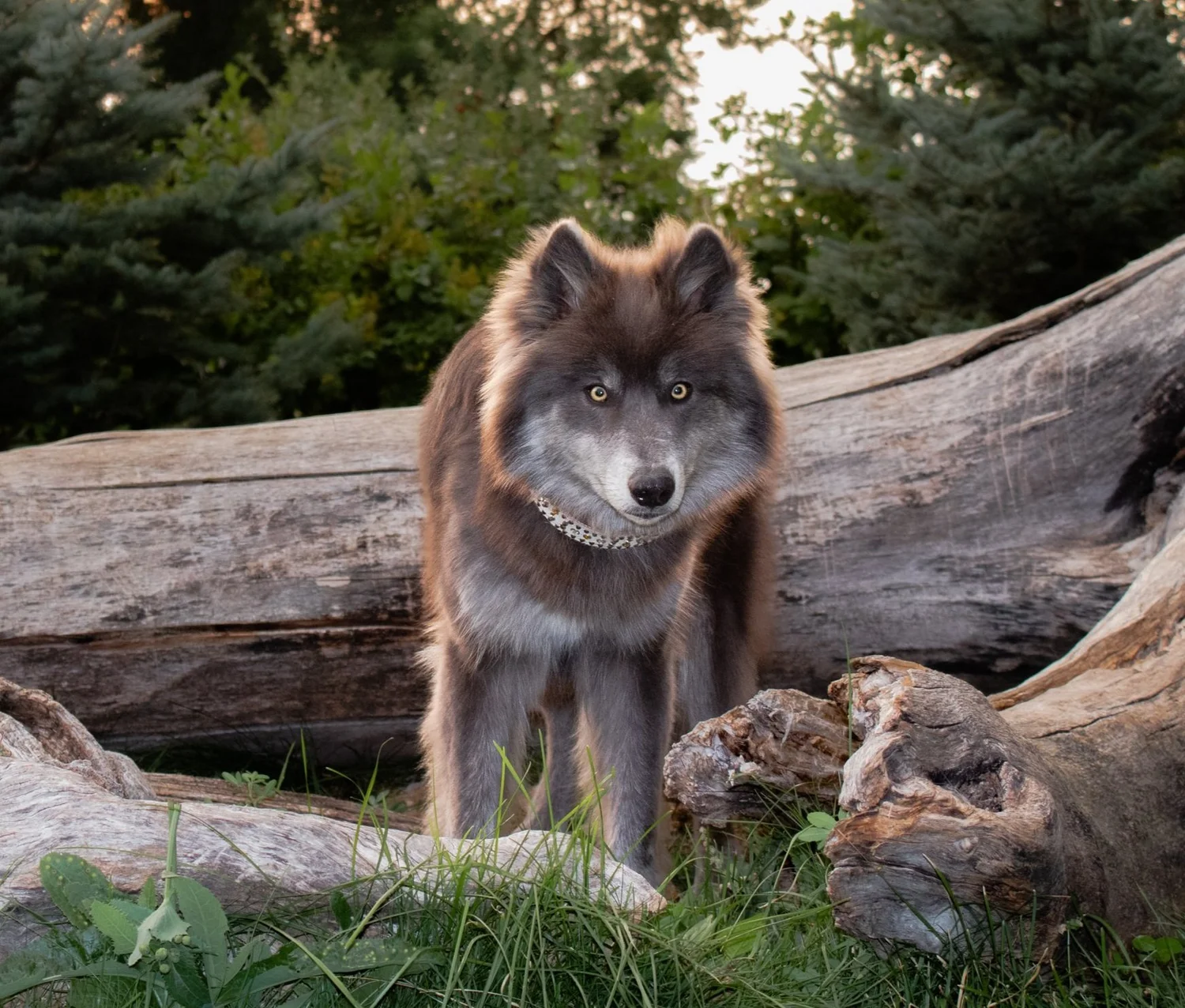 Willow's Wolfdogs~Wolfdog Puppies for Sale