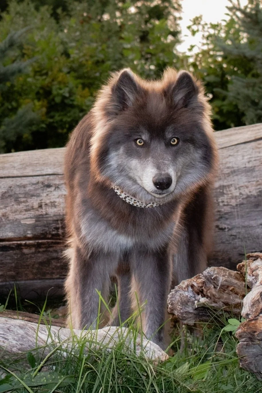 Select Litter 2026 — Wander With Willow