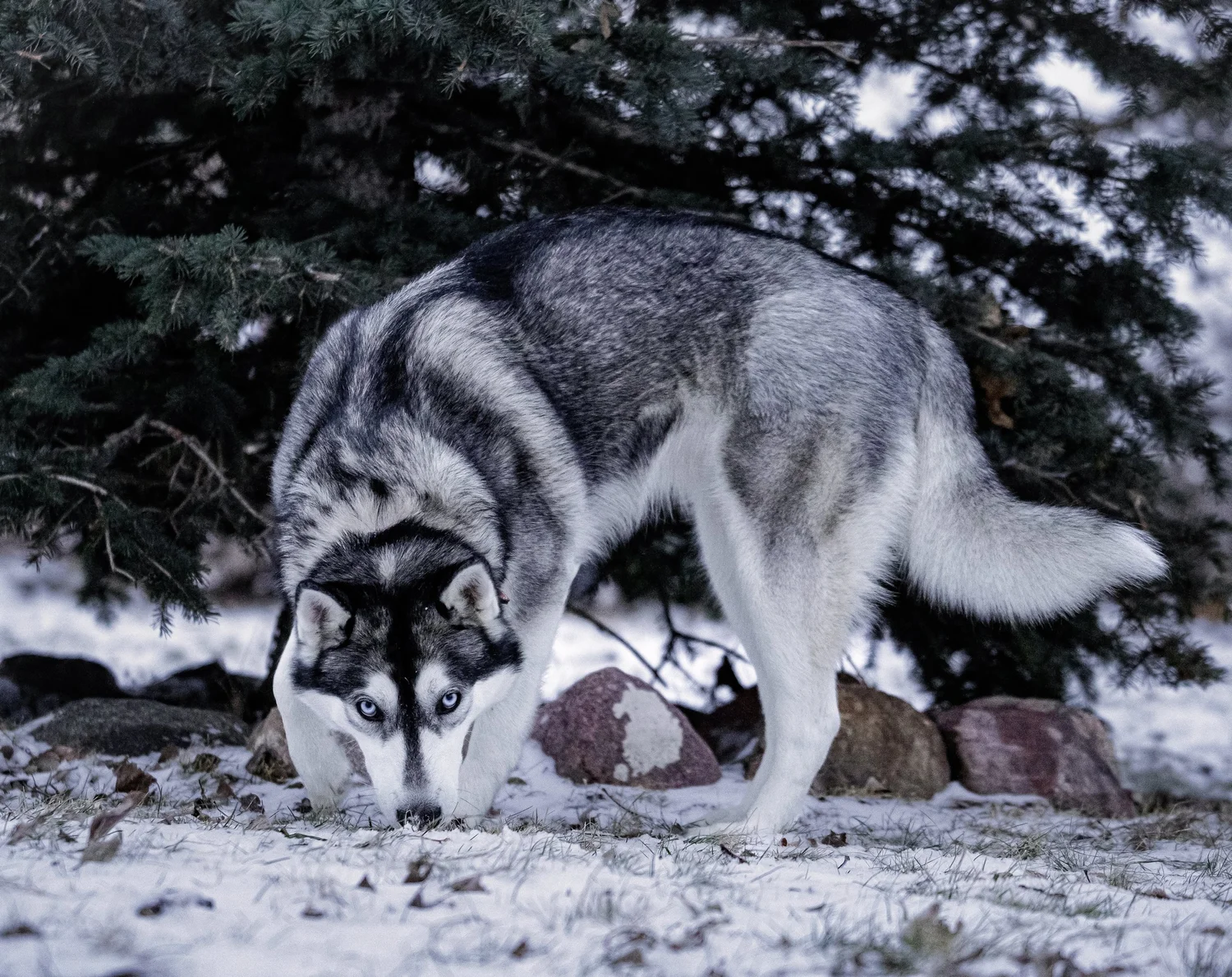 Willow's Wolfdogs~Wolfdog Puppies for Sale