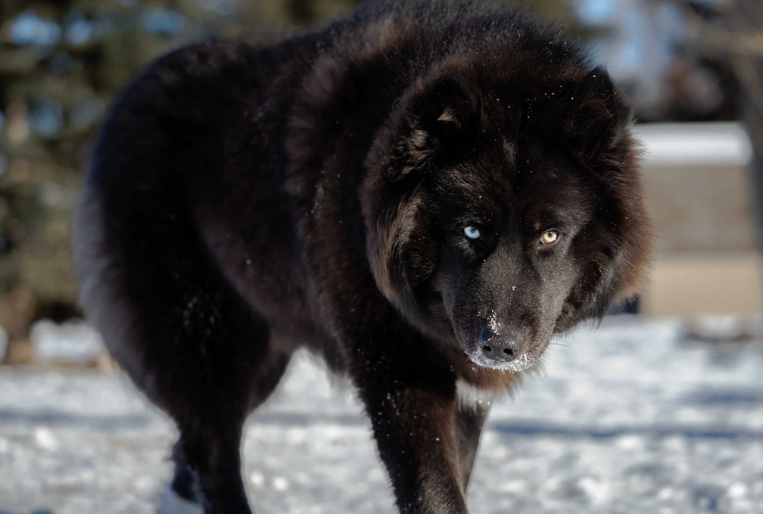 All Black Wolf Dog