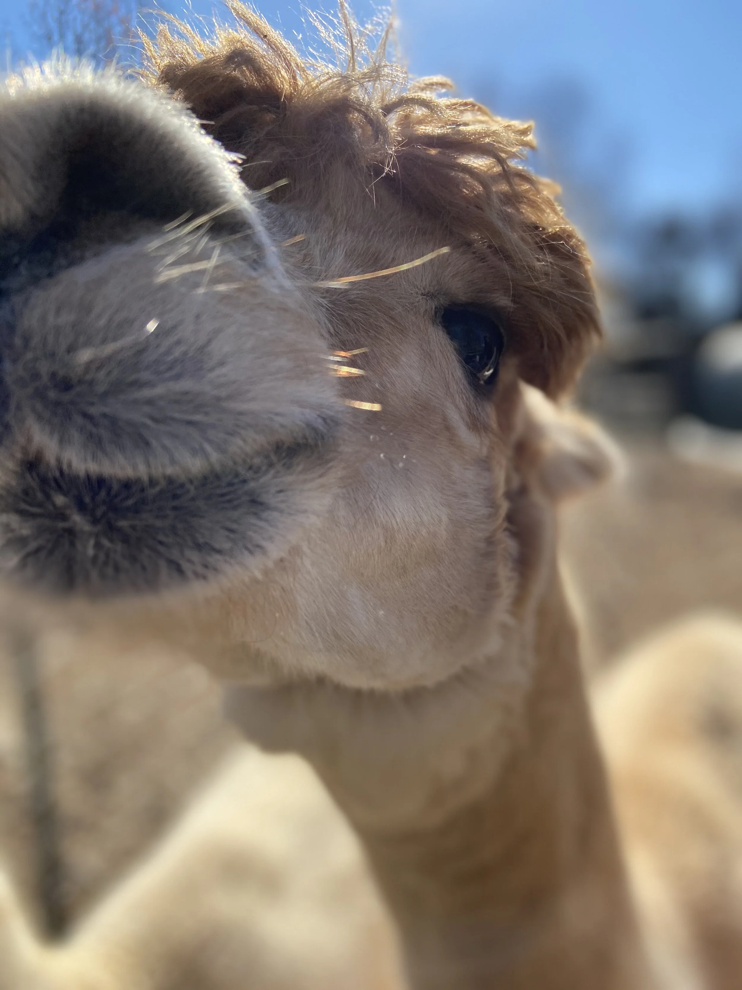 Rainbow Magic Alpaca Farm