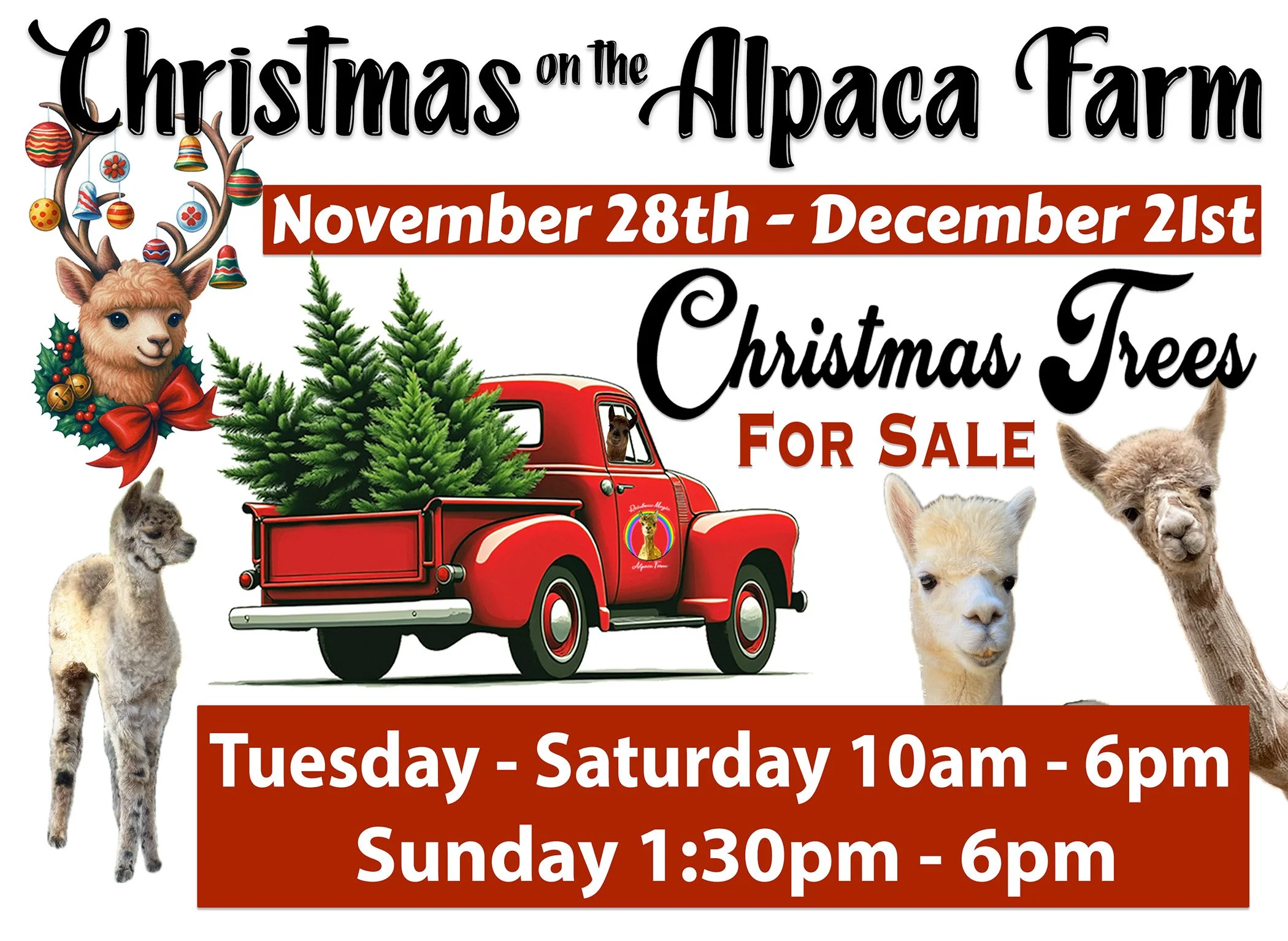 Christmas Tree Farm Greensboro — Rainbow Magic Alpaca Farm