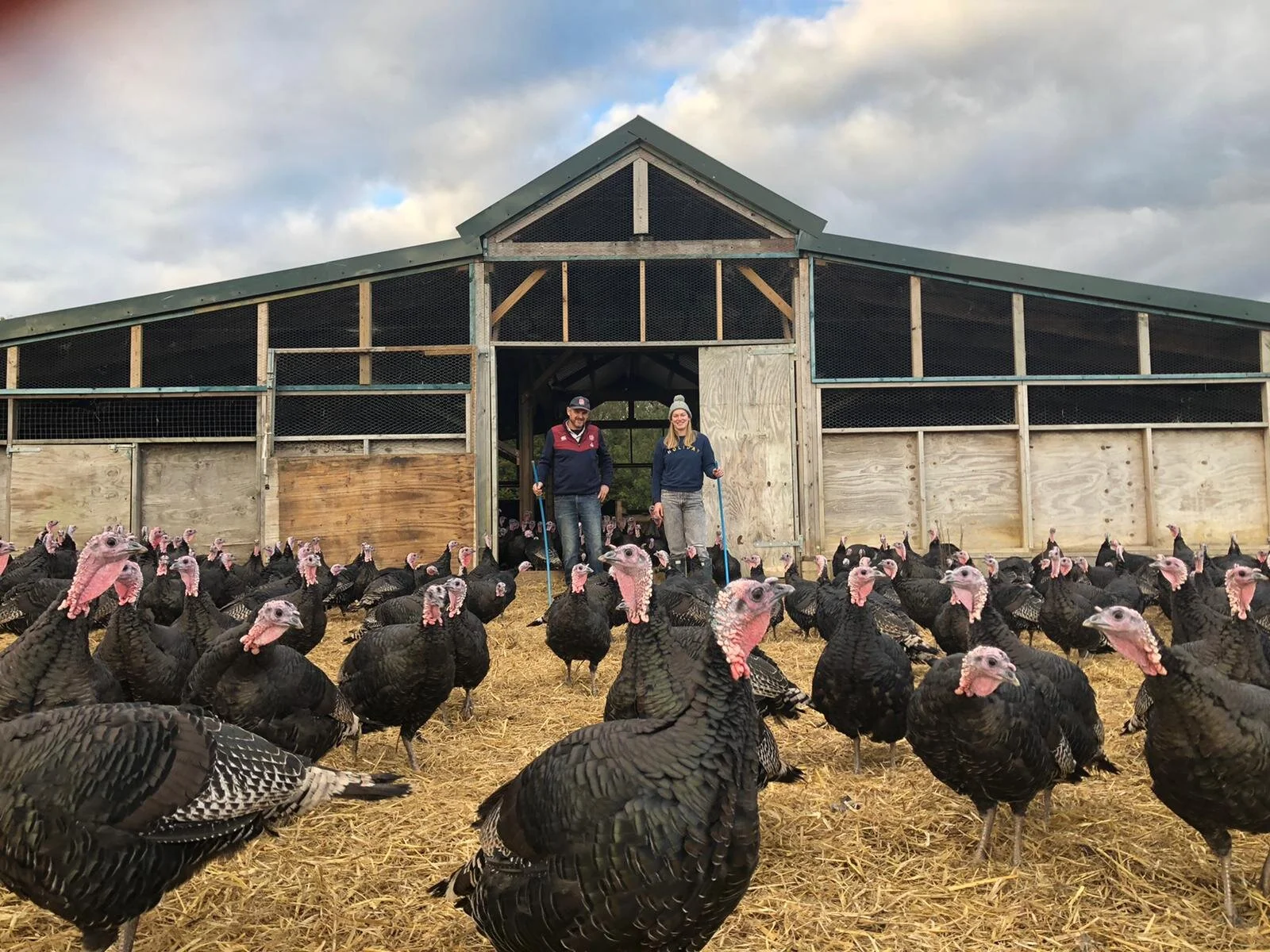 MEADOWBROOK TURKEYS