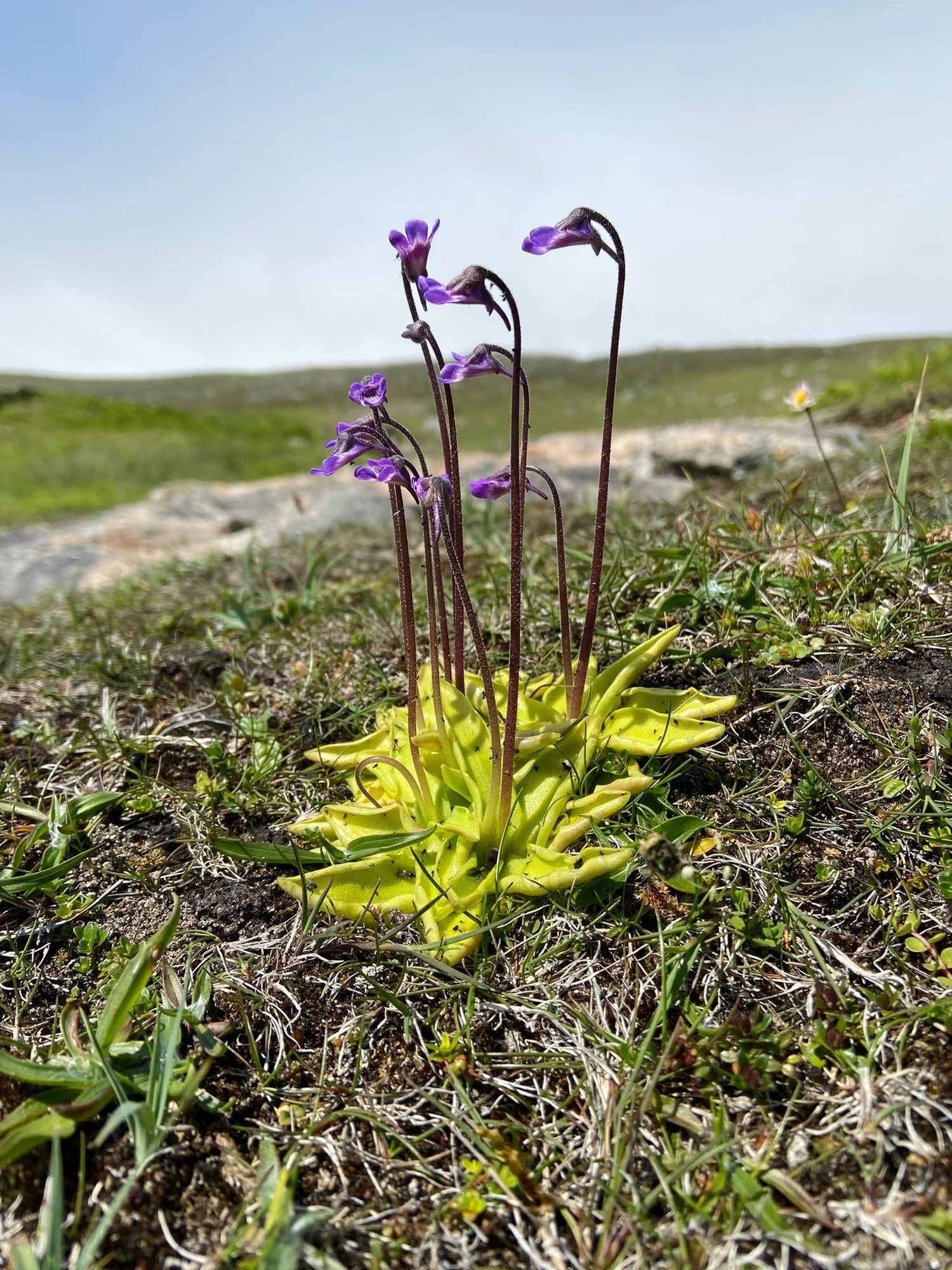 West Highland Way 2024 - A Natural Tour — West Highland Way Trust ...
