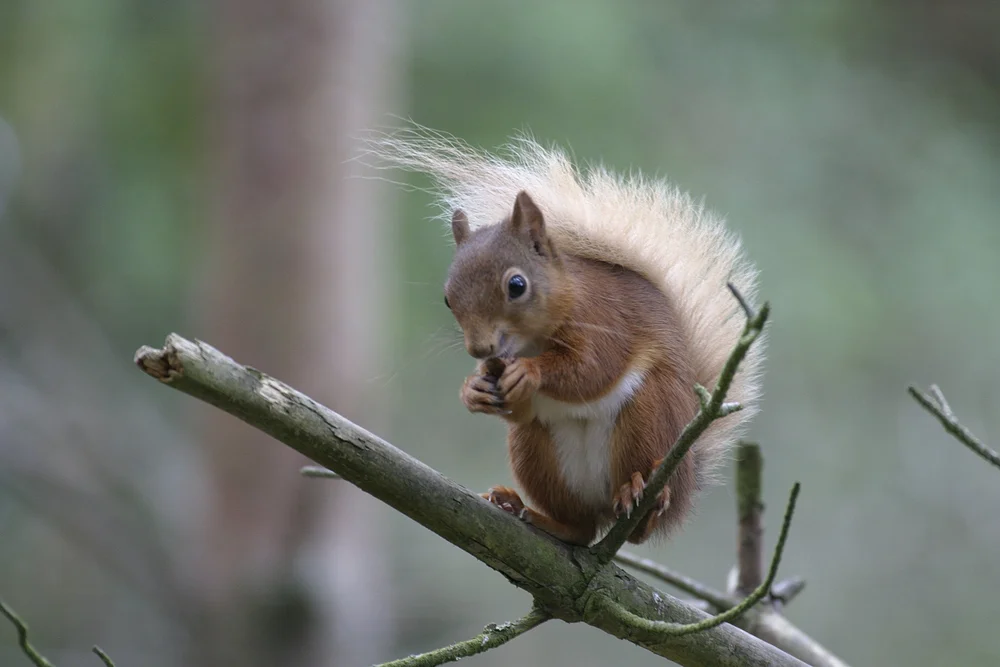 West Highland Way 2024 - A Natural Tour — West Highland Way Trust ...