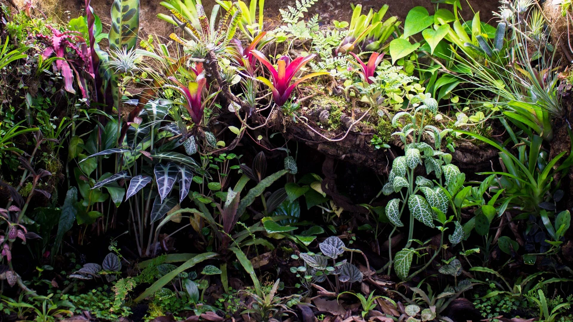 Vivarium Gallery — SerpaDesign