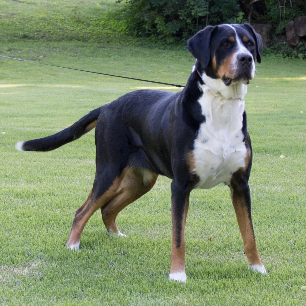 Tanglecross Greater Swiss Mountain Dogs