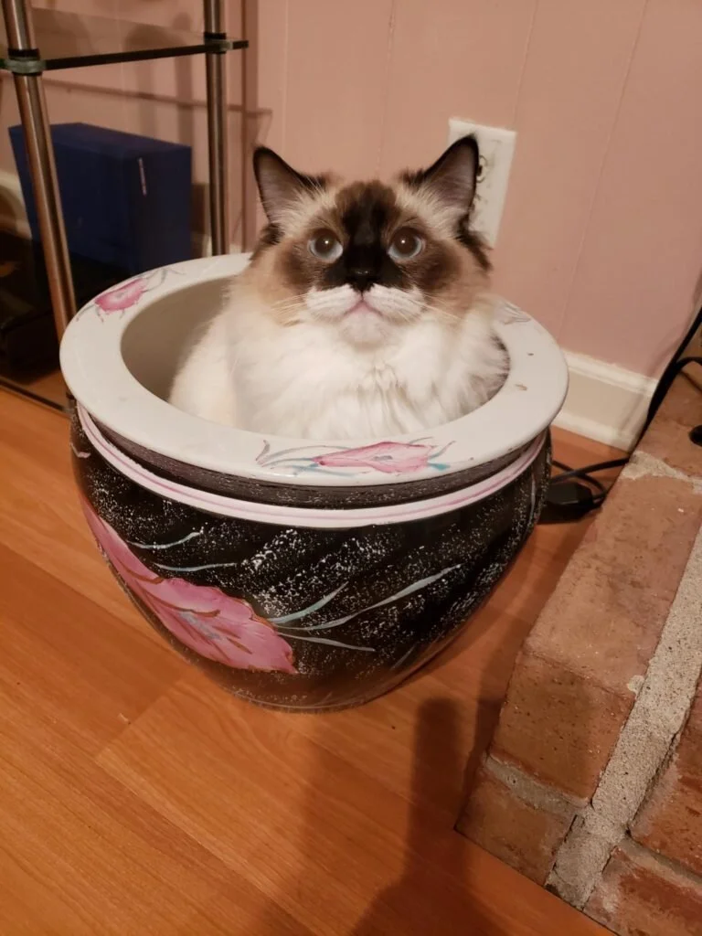 About Ragdoll Cats — Tanglecross Swiss Mountain Dogs and Ragdoll Cats