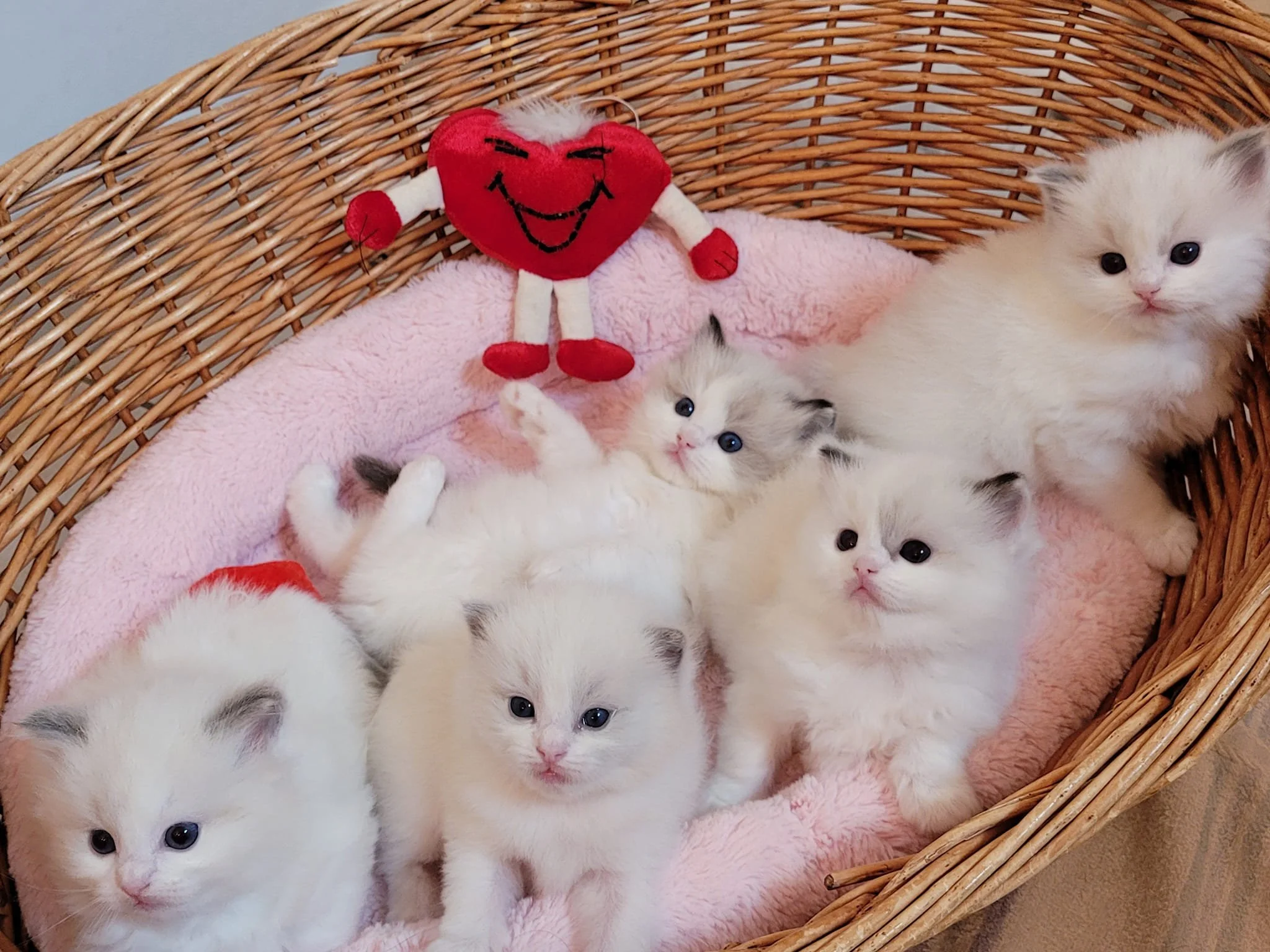 Ragdoll Kittens Available — Tanglecross Swiss Mountain Dogs and Ragdoll ...