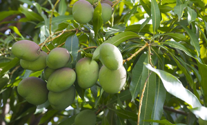 The Trees of Maadi: More Than Just a Pretty Face — CSA Reviving Community