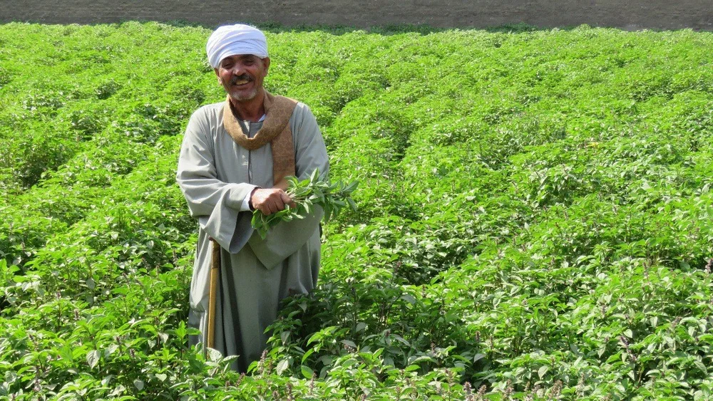 An Icon of Egyptian Tradition — the Galabeya — CSA Reviving Community