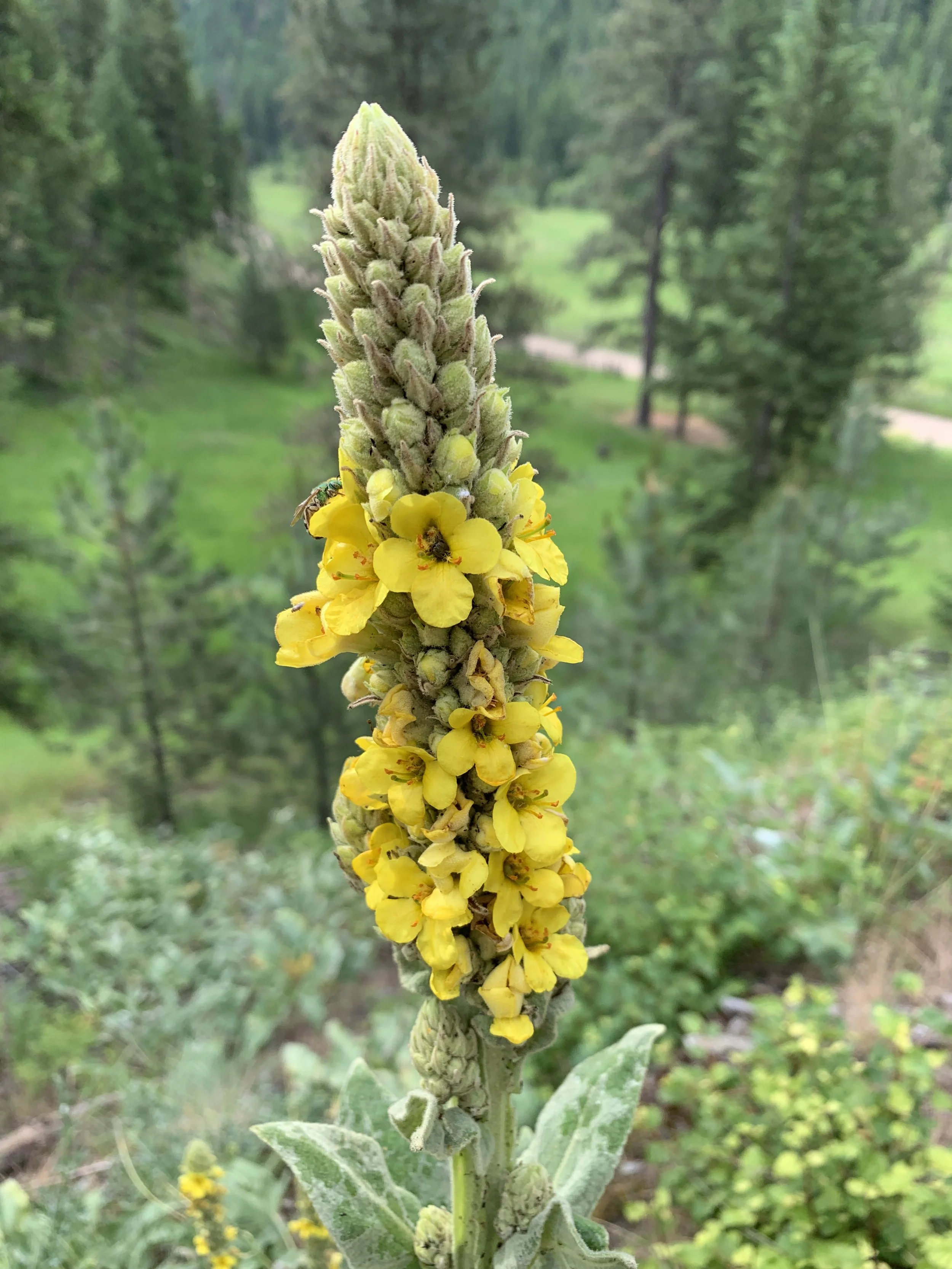 Natural Remedies for Ear Infections — Green Path Herb School