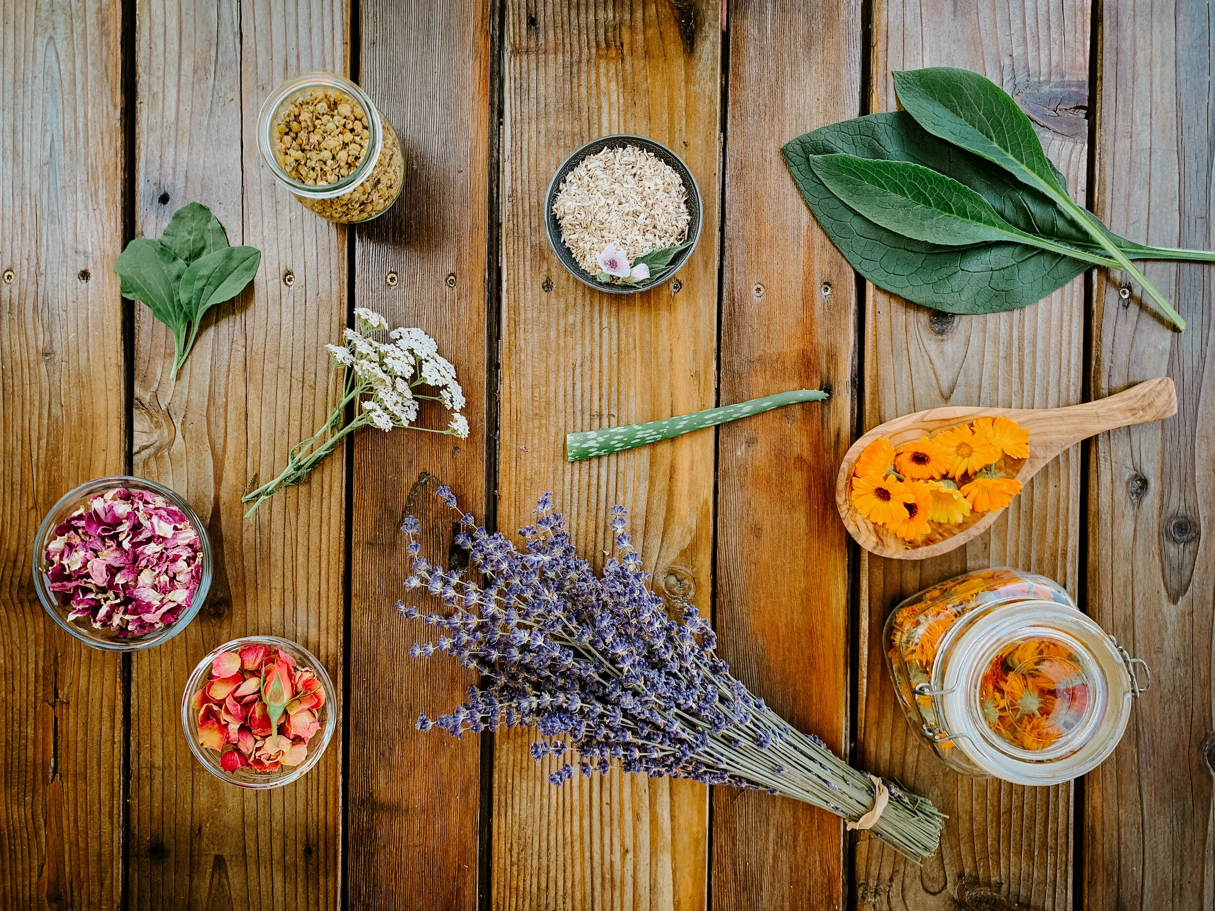 Herbalist Programs — Green Path Herb School