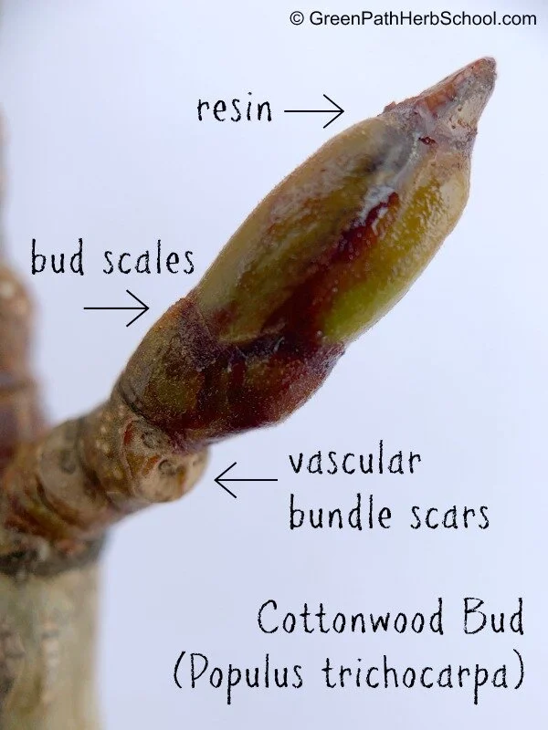 Winter Medicinal Tree & Shrub ID — Green Path Herb School