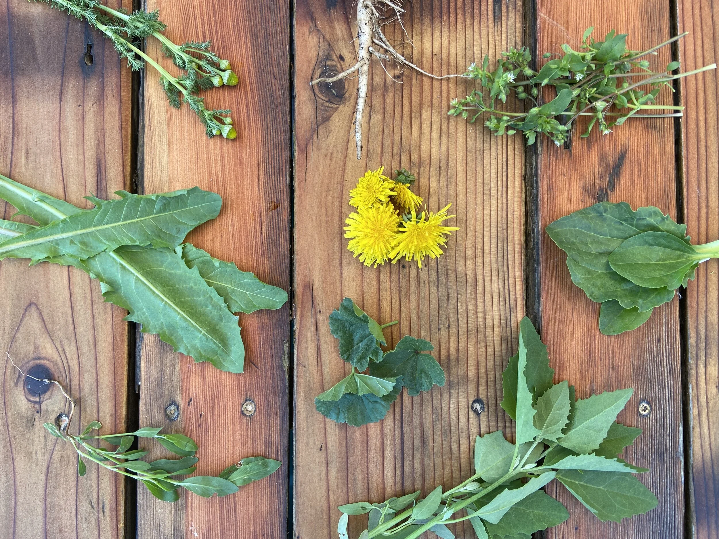 Foraging Wild Foods and Medicine — Green Path Herb School