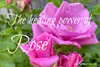 The Healing Power of Rose — Green Path Herb School