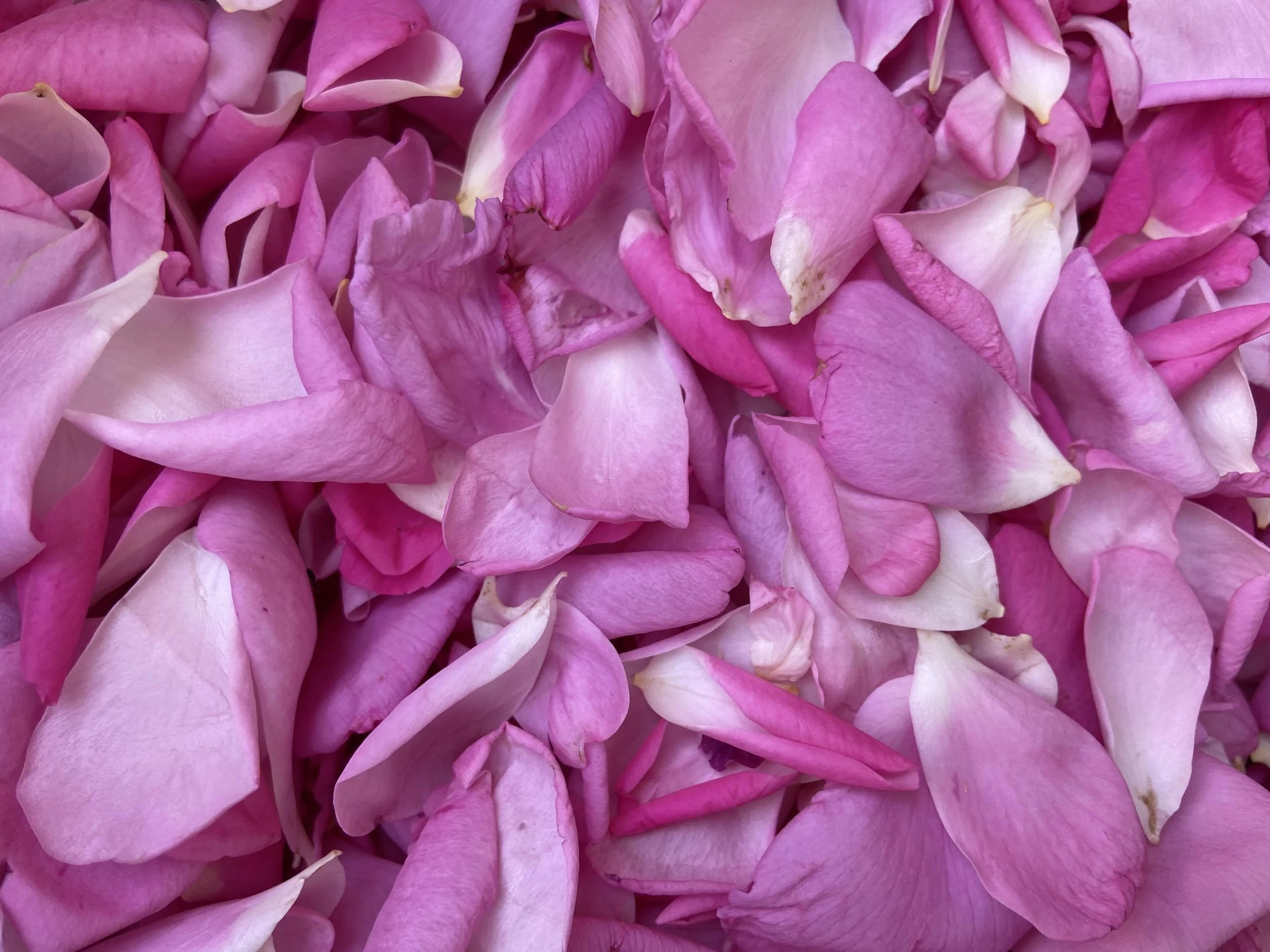The Healing Power of Rose — Green Path Herb School