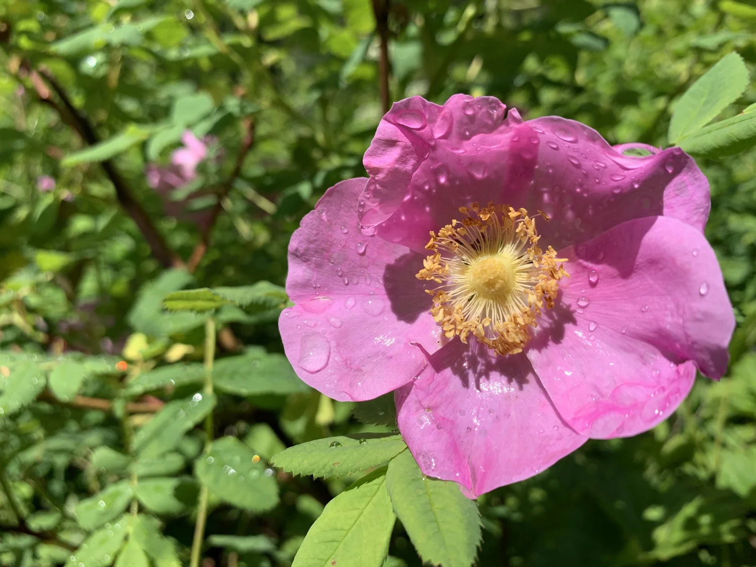 The Healing Power of Rose — Green Path Herb School