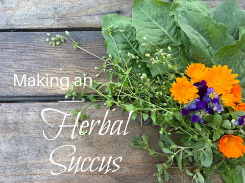 Making an Herbal Succus — Green Path Herb School