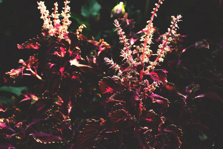 Visit — Wandering Vine