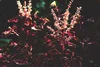 About — Wandering Vine