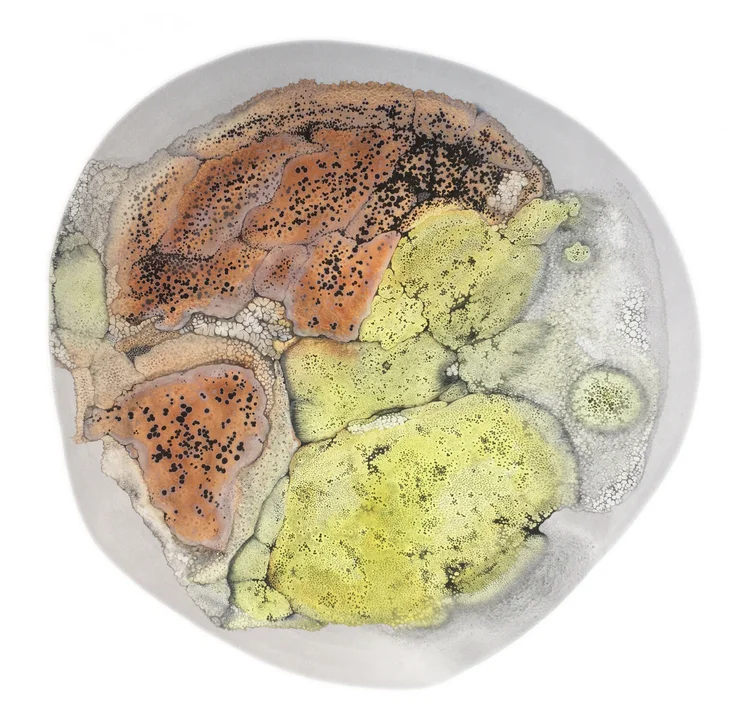 Lichen Work — Rose Sanderson