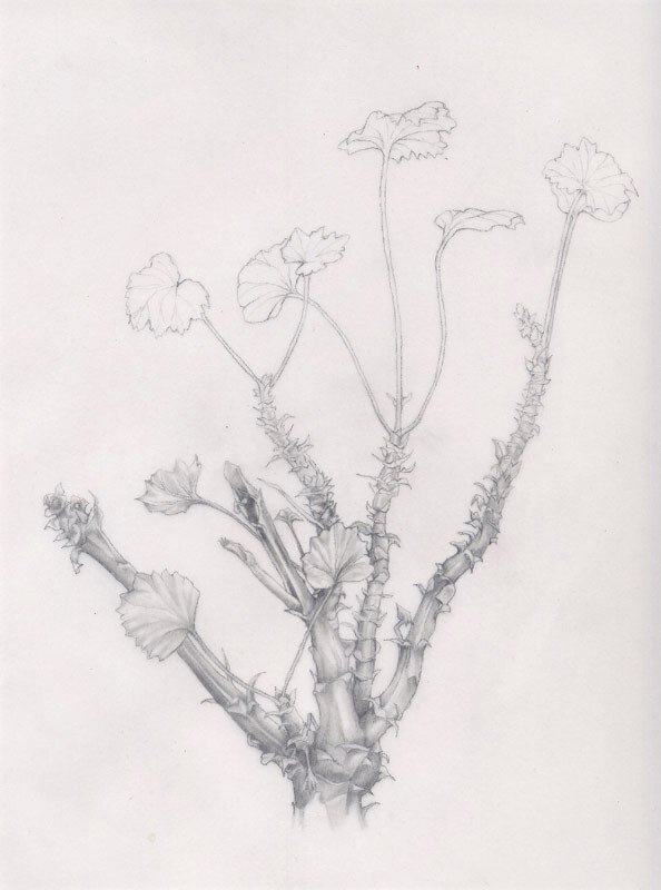 Drawings — Rose Sanderson