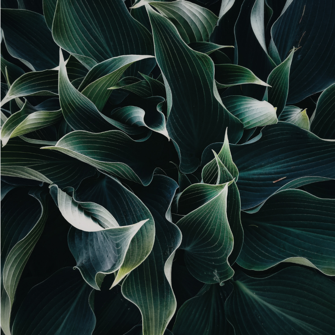 Planet One Point Five | Sustainability consultancy