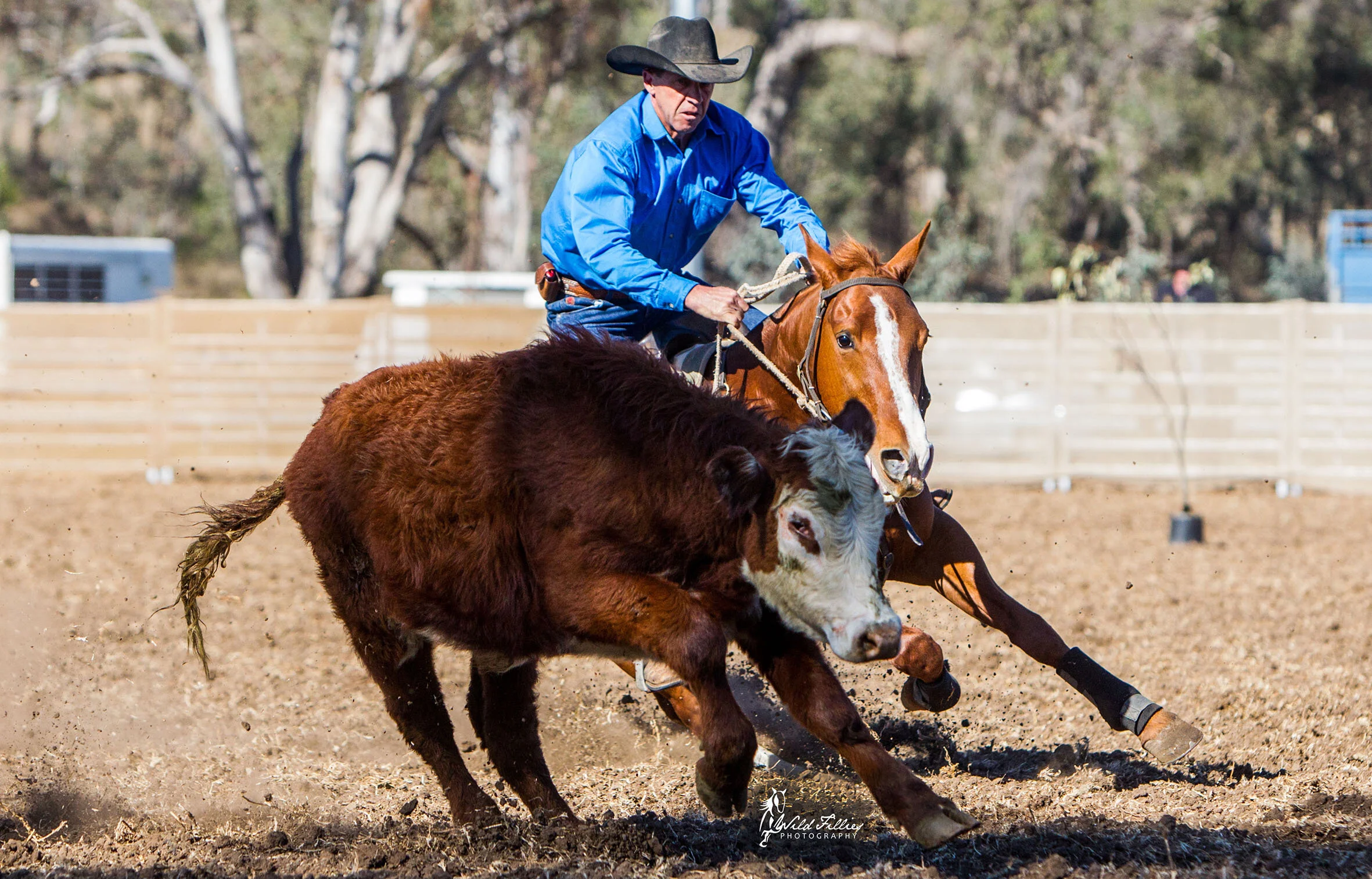 Texas Star Performance Horses