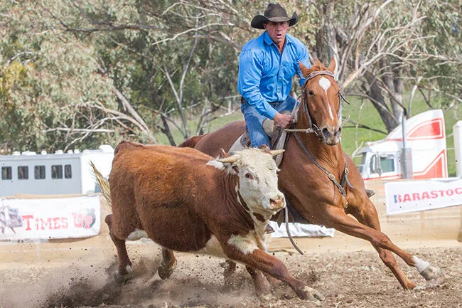 Gallery 3 — Texas Star Performance Horses