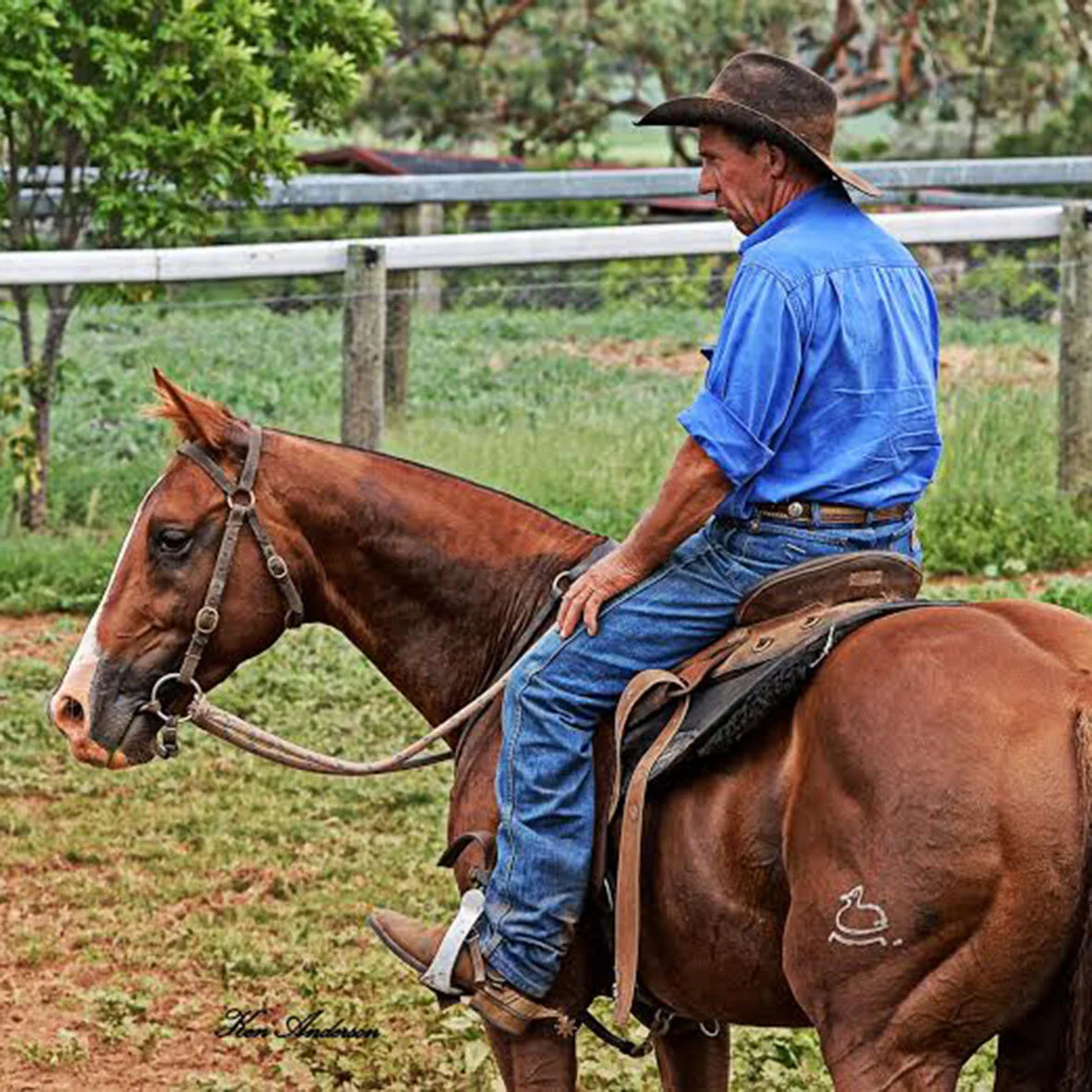 OUR STORY — Texas Star Performance Horses