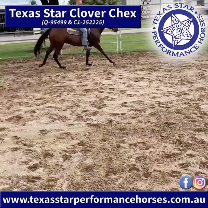 Texas Star Performance Horses