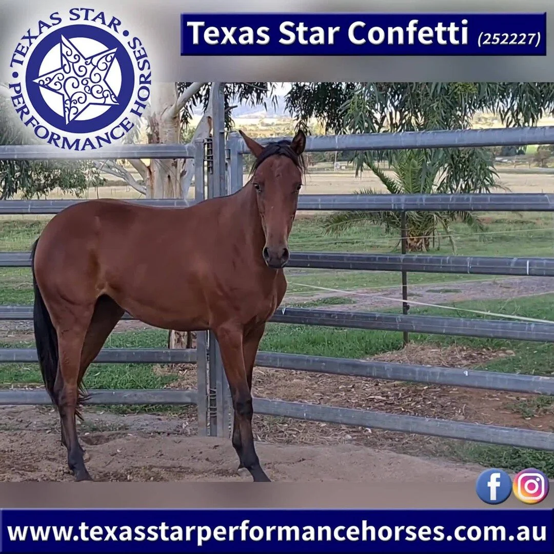 Texas Star Performance Horses