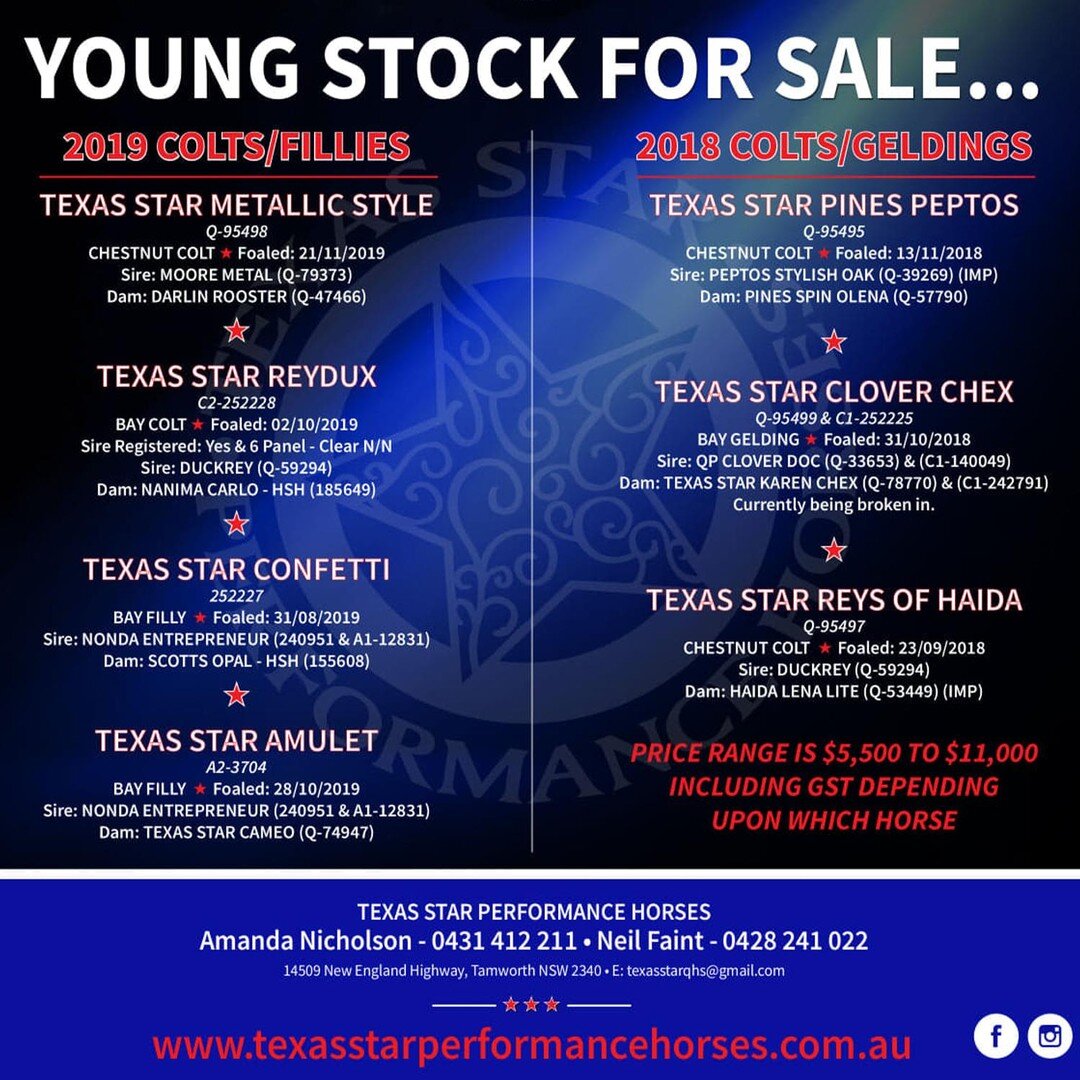 Texas Star Performance Horses